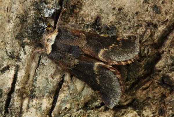Moths by Month - East Scotland Branch - Butterfly ConservationE