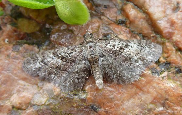 Moths by Month - East Scotland Branch - Butterfly ConservationE