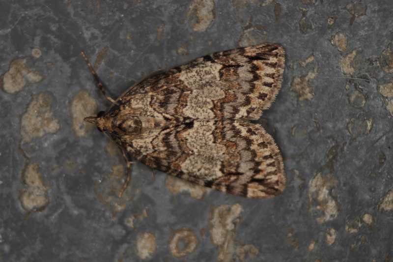Vouchers - East Scotland Branch - Butterfly ConservationE