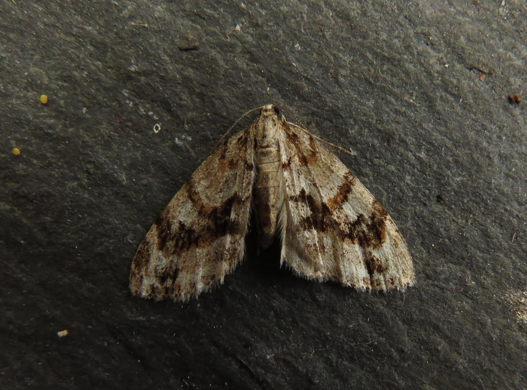 Moths by Month - East Scotland Branch - Butterfly ConservationE