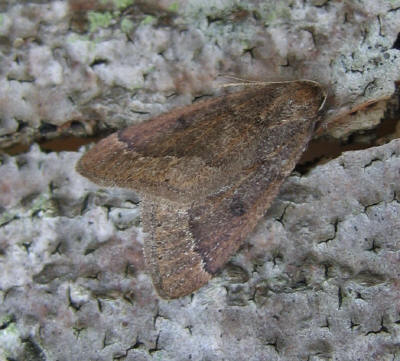 Moths by Month - East Scotland Branch - Butterfly ConservationE