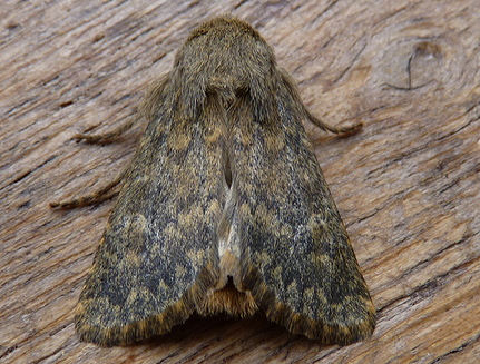 Moths by Month - East Scotland Branch - Butterfly ConservationE