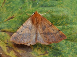 Moths by Month - East Scotland Branch - Butterfly ConservationE