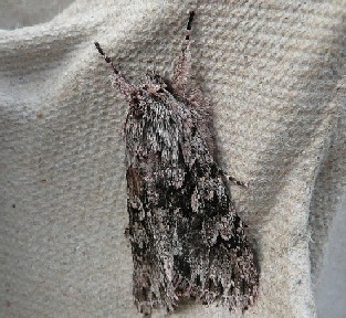 Moths by Month - East Scotland Branch - Butterfly ConservationE