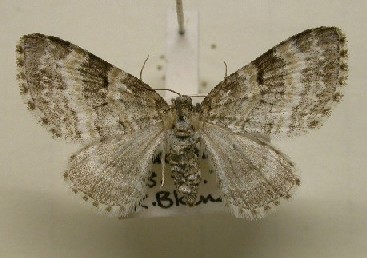 Moths by Month - East Scotland Branch - Butterfly ConservationE