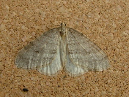 Moths by Month - East Scotland Branch - Butterfly ConservationE