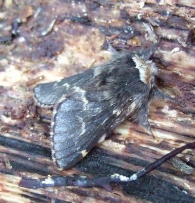 Moths by Month - East Scotland Branch - Butterfly ConservationE