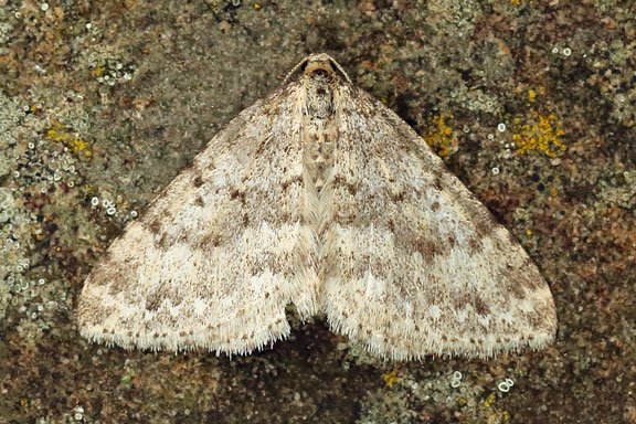 Moths by Month - East Scotland Branch - Butterfly ConservationE
