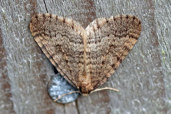 Moths by Month - East Scotland Branch - Butterfly ConservationE