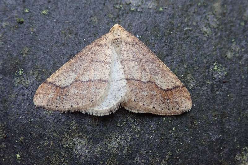 Moths by Month - East Scotland Branch - Butterfly ConservationE