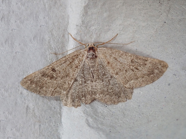 Moths by Month - East Scotland Branch - Butterfly ConservationE