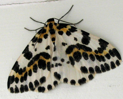 Moths by Month - East Scotland Branch - Butterfly ConservationE
