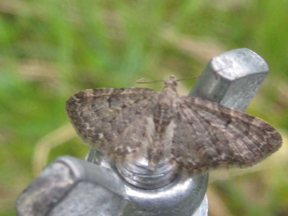 Moths by Month - East Scotland Branch - Butterfly ConservationE