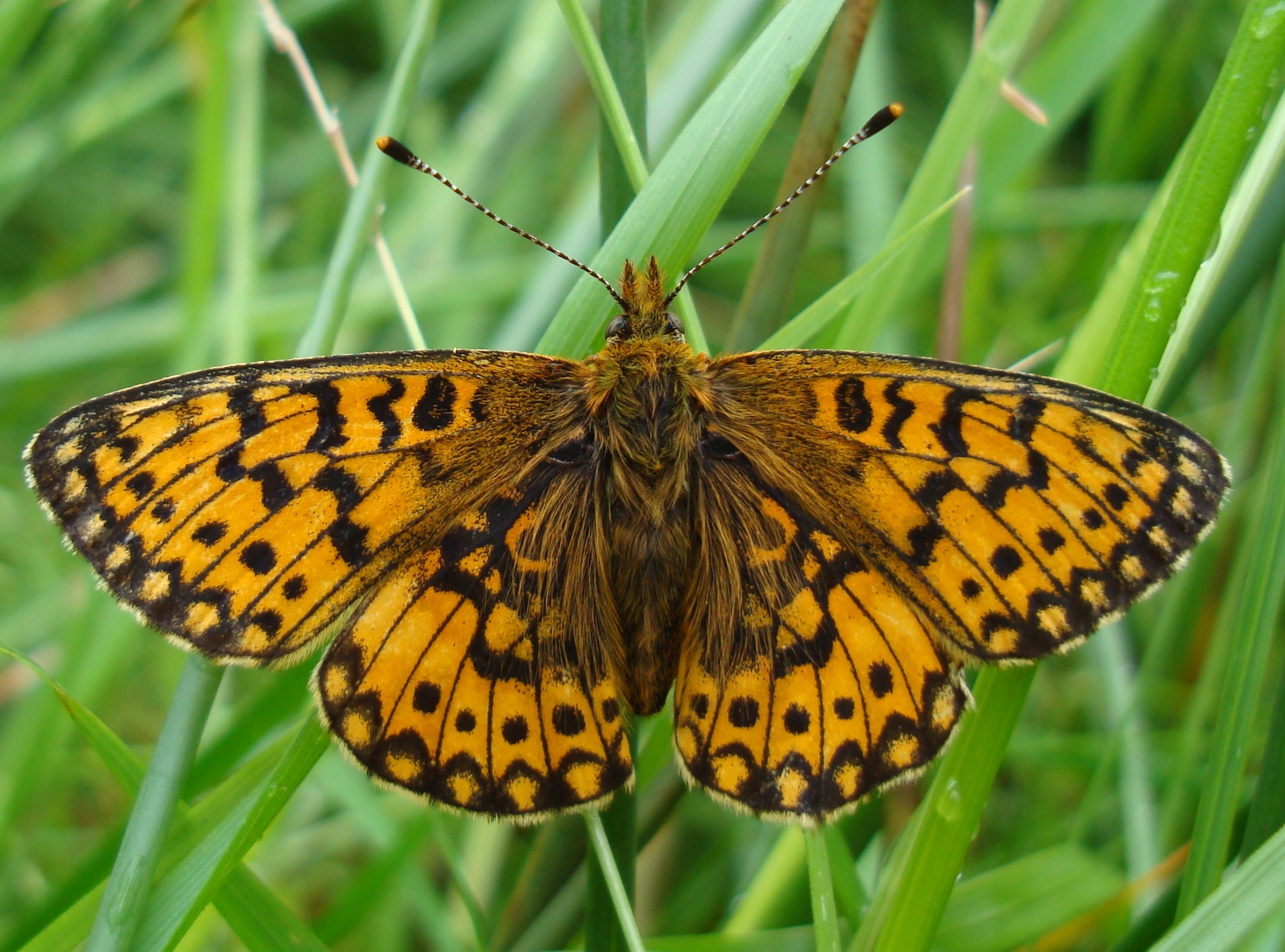 Surveys | Butterfly Conservation